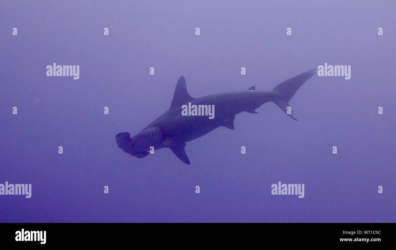 Underwater view of shark hi-res stock photography and images - Alamy