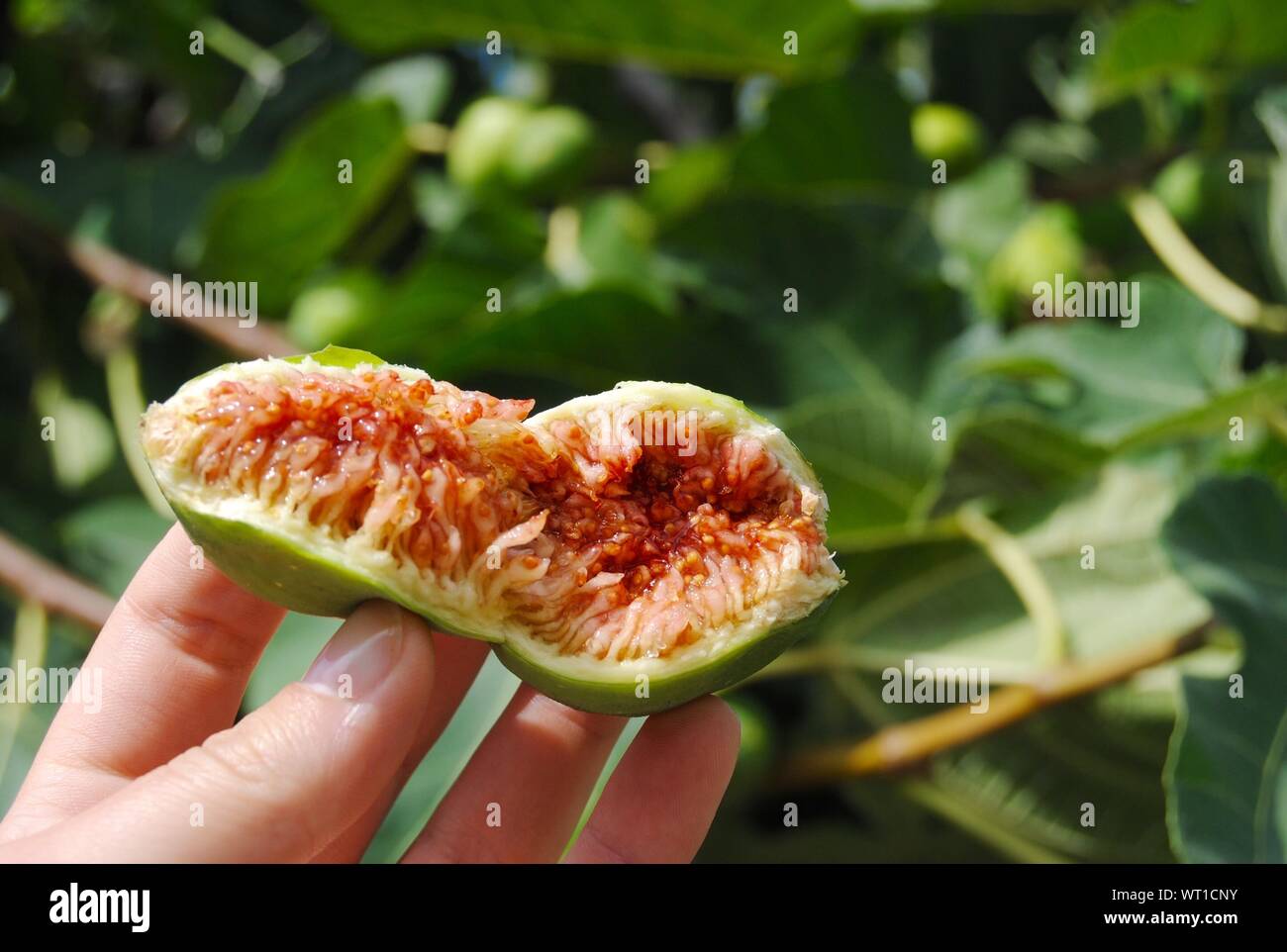 Fig hand hi-res stock photography and images - Alamy