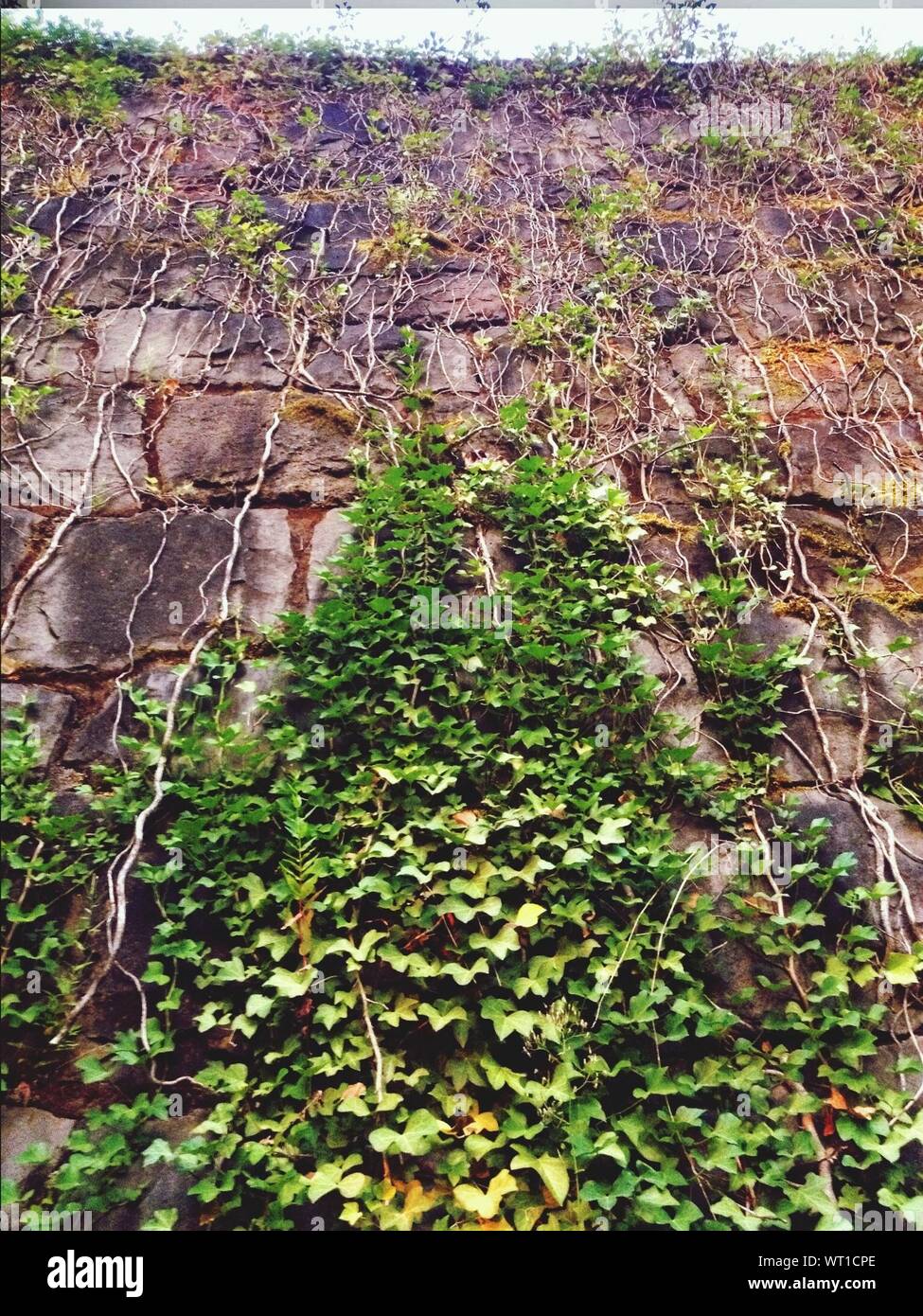 Ivy covering wall hi-res stock photography and images - Alamy