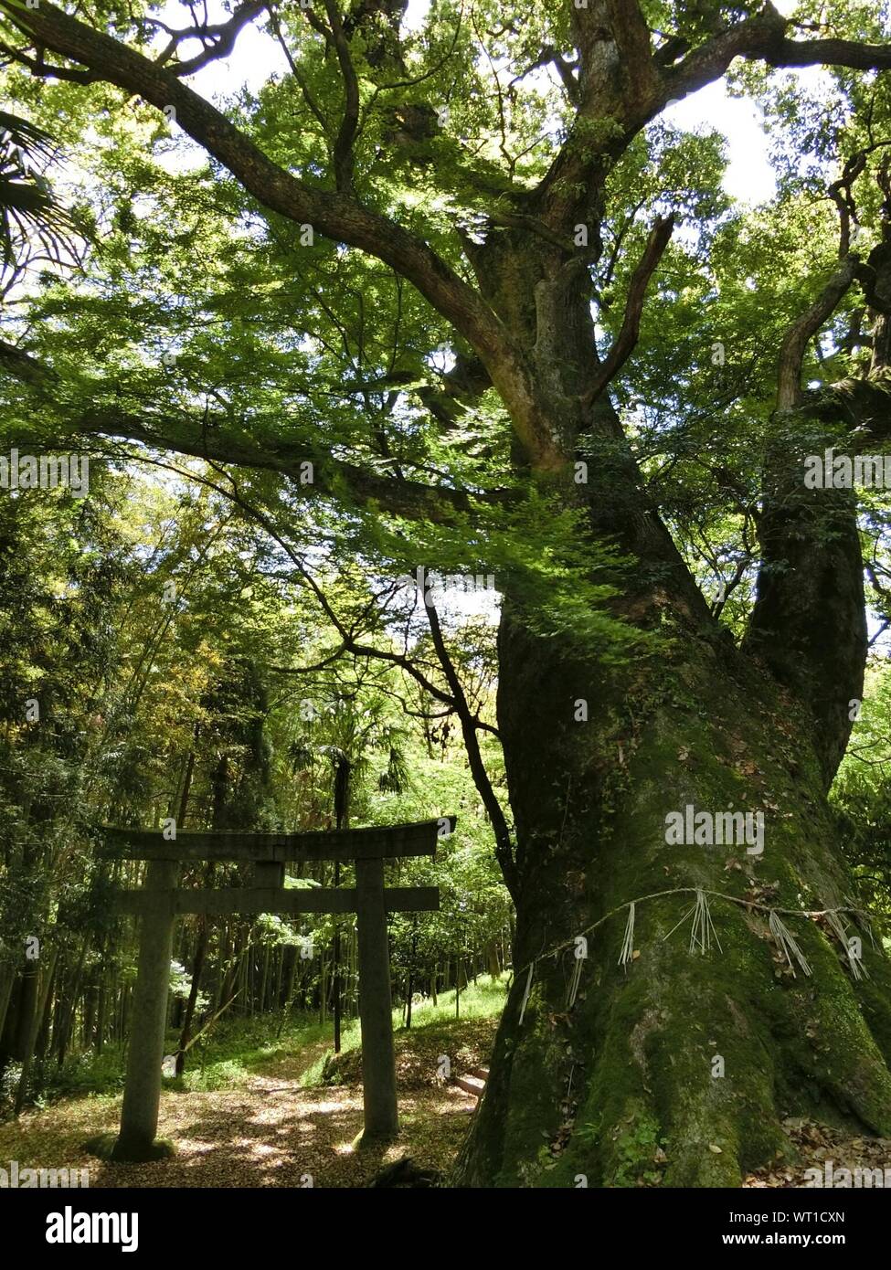 In forest gate hi-res stock photography and images - Alamy