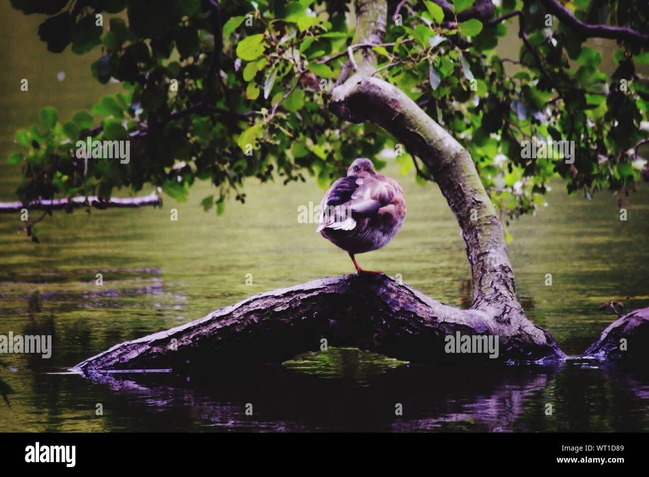 One leg bird hi-res stock photography and images - Alamy