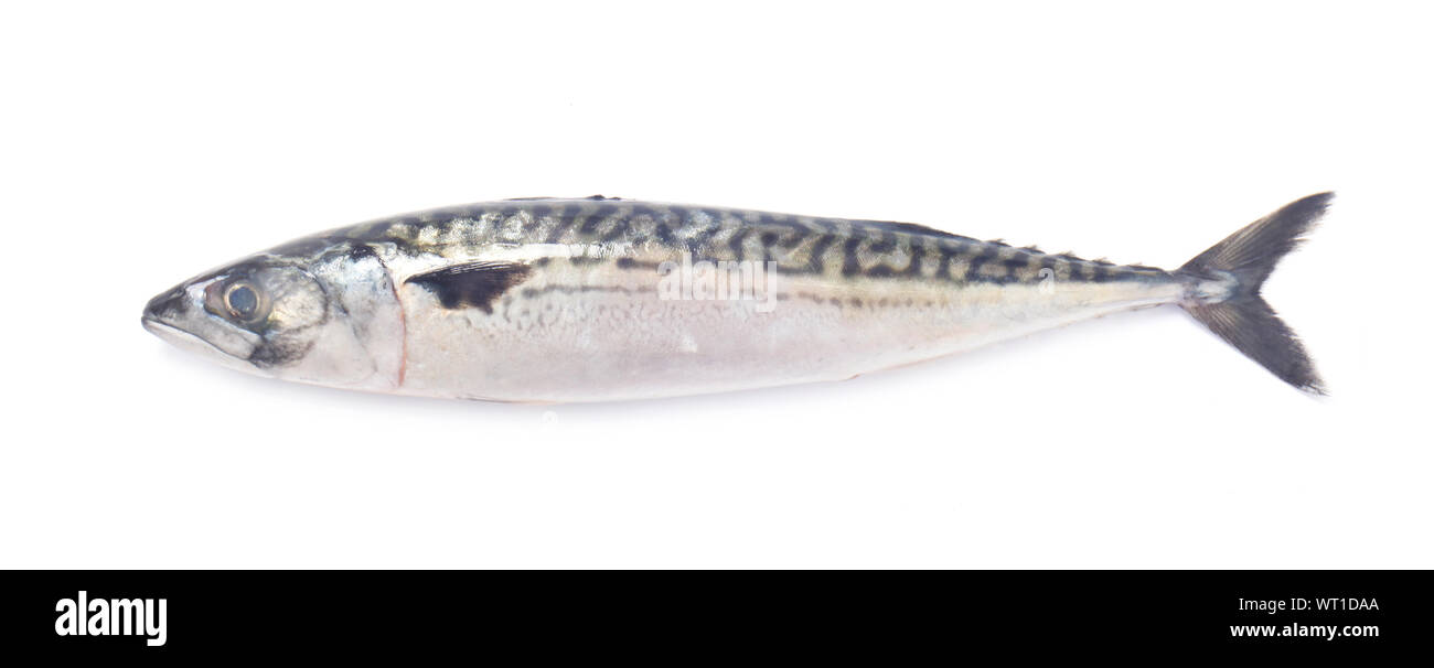 Whole Raw Mackerel Isolated On White Stock Photo - Alamy