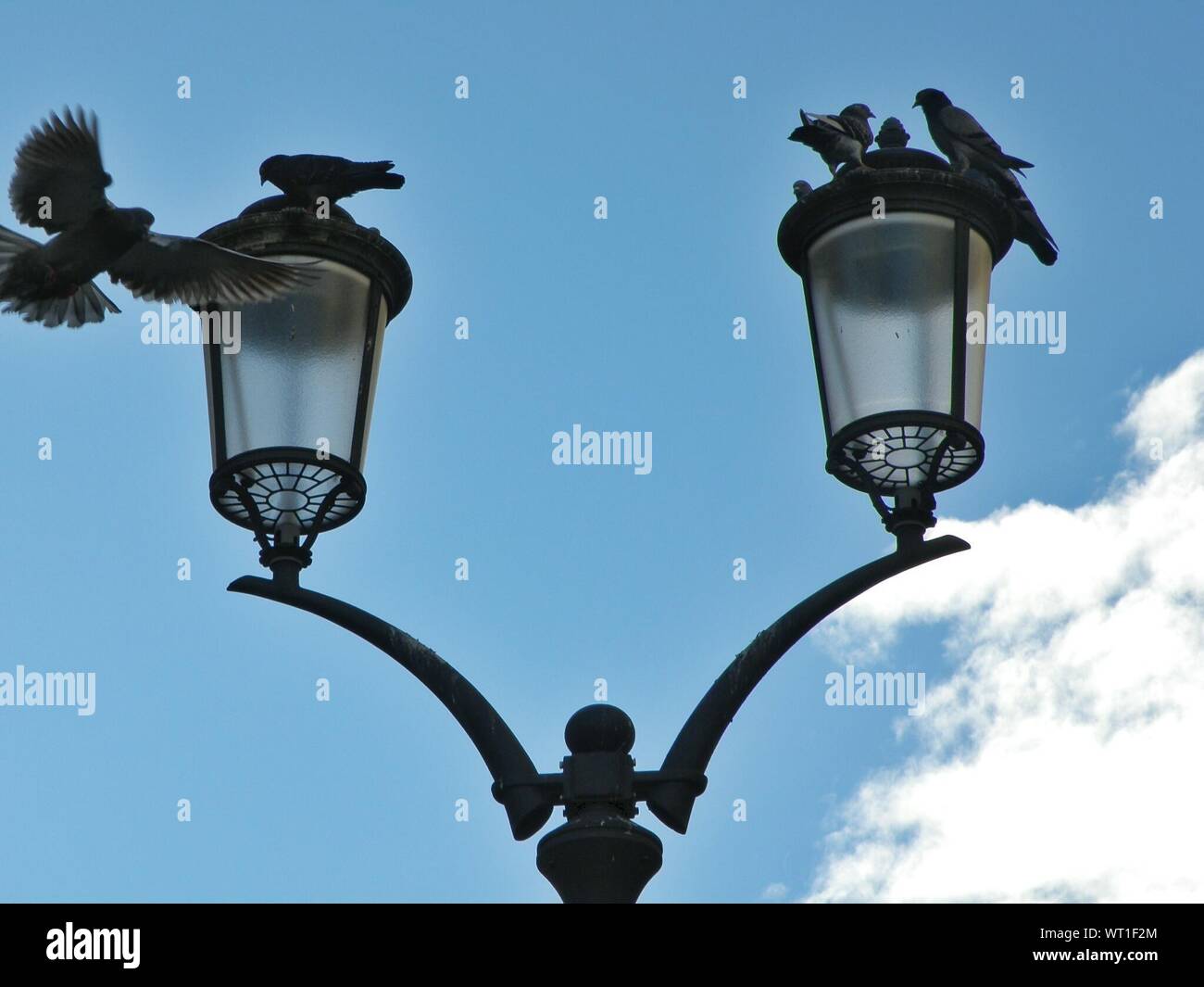 Pigeons street light animal wildlife hi-res stock photography and ...