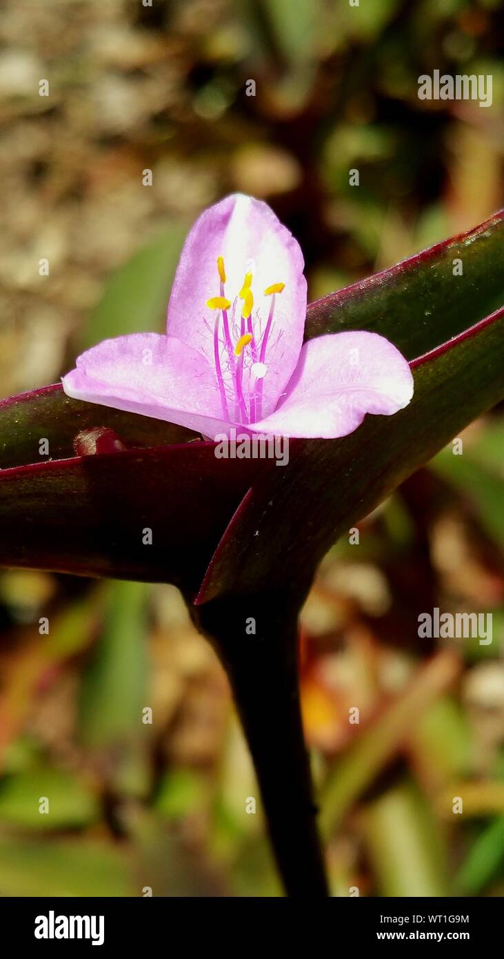 Spiderwort pink hi-res stock photography and images - Alamy