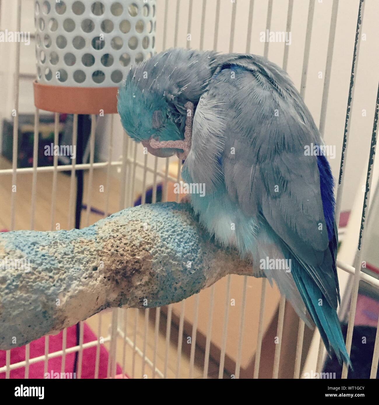 Bird Scratching High Resolution Stock Photography and Images - Alamy