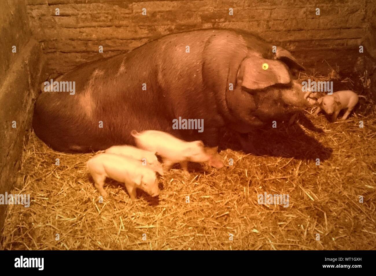 Pig family hi-res stock photography and images - Alamy