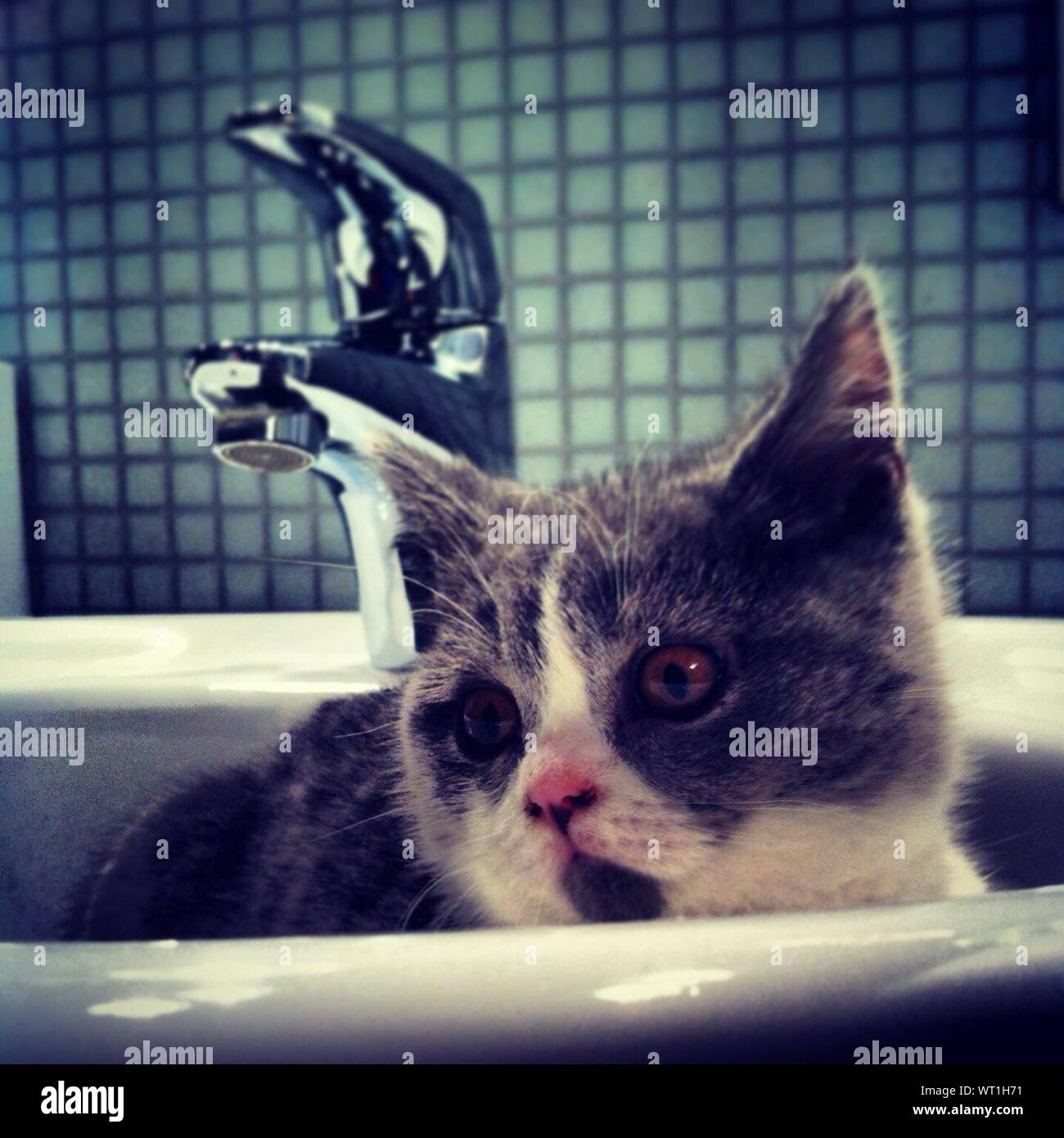 Faucet cat hi-res stock photography and images - Alamy