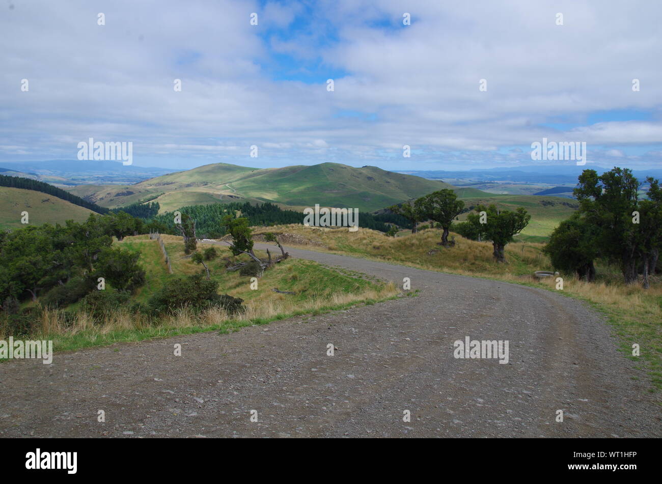 Te Araroa Trail. Woodlaw Track. Southland. South Island. New Zealand ...