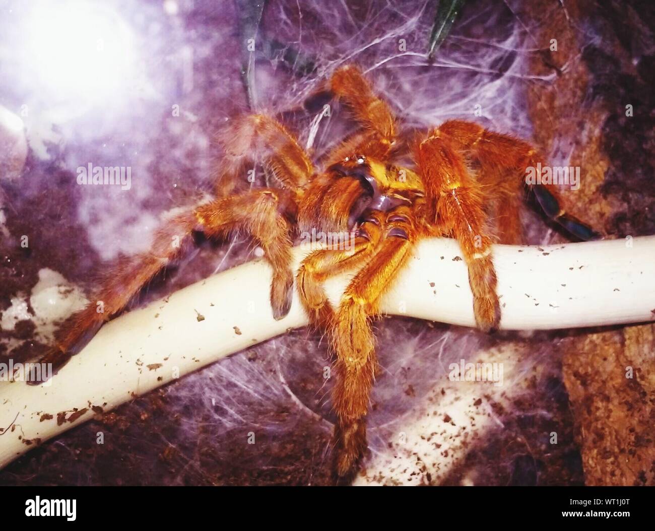 Close up tarantula spider hi-res stock photography and images - Alamy