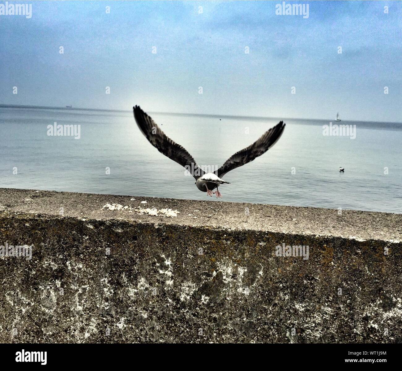 Bird Flying Against Wall High Resolution Stock Photography and Images ...