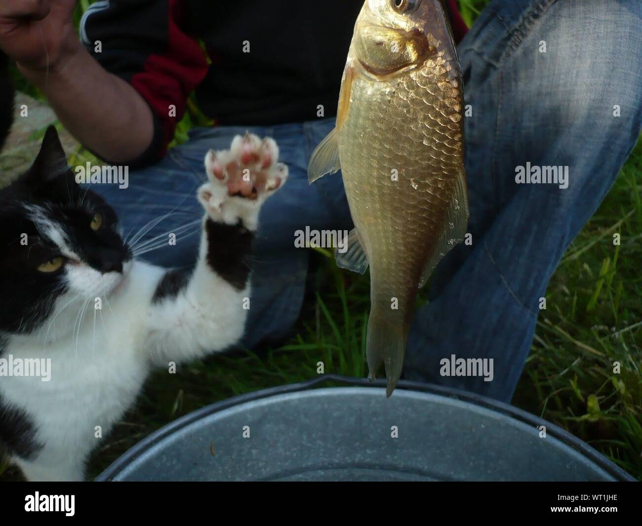 Cat fish grab hi-res stock photography and images - Alamy