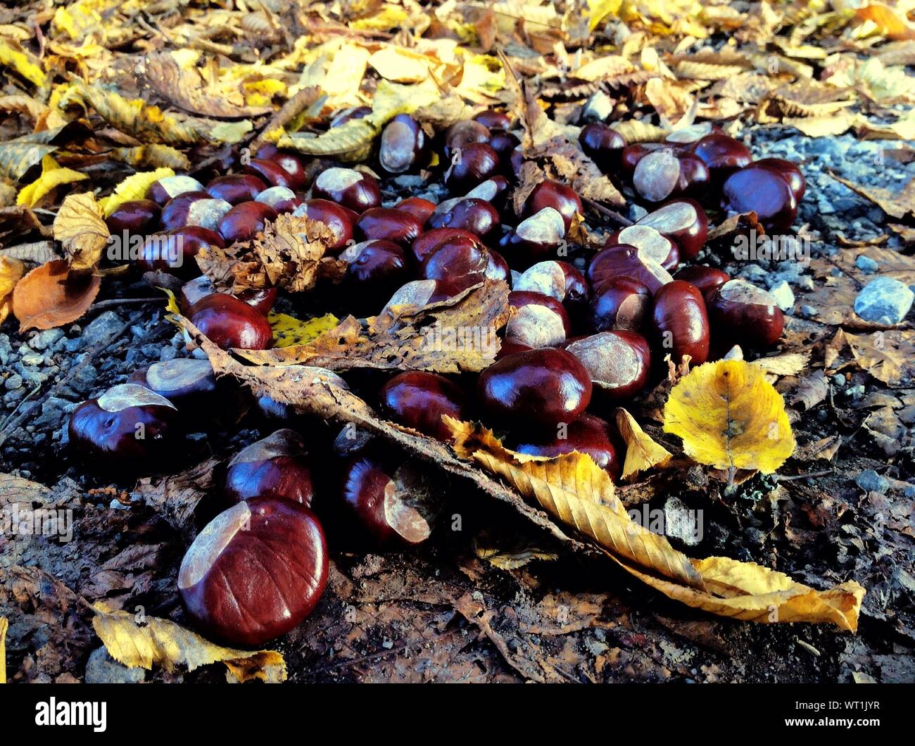 Chestnuts Falling Field Stock Photo - Alamy