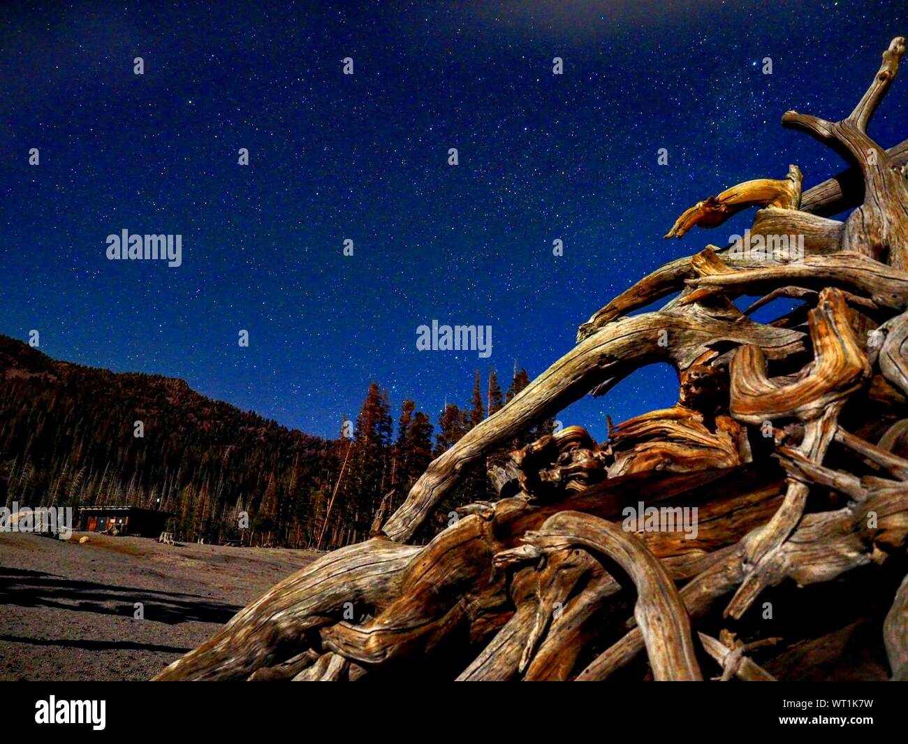 Dead tree in the lakes hi-res stock photography and images - Alamy