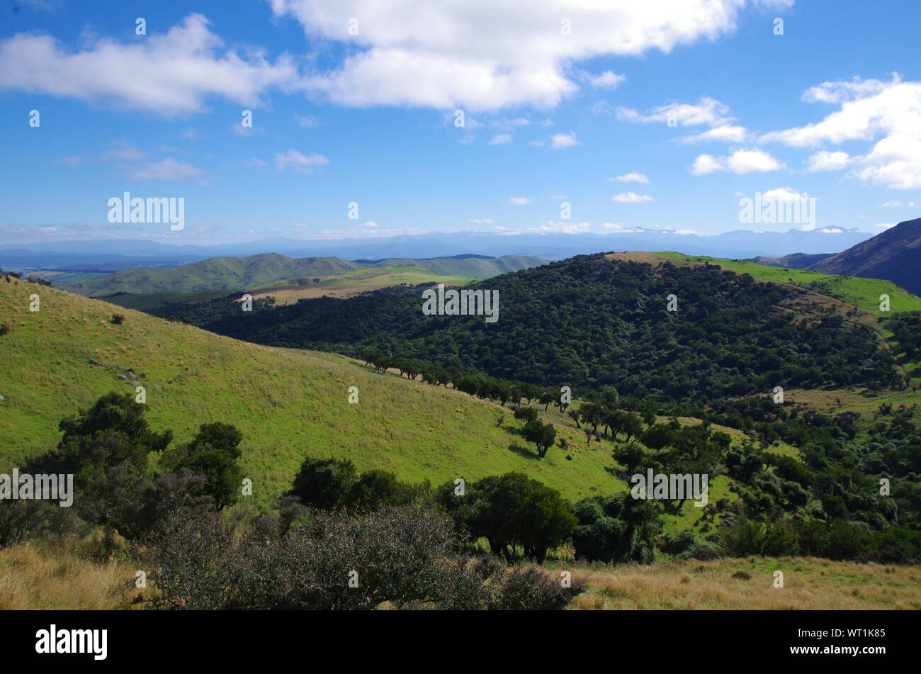 Te Araroa Trail. Woodlaw Track. Southland. South Island. New Zealand ...