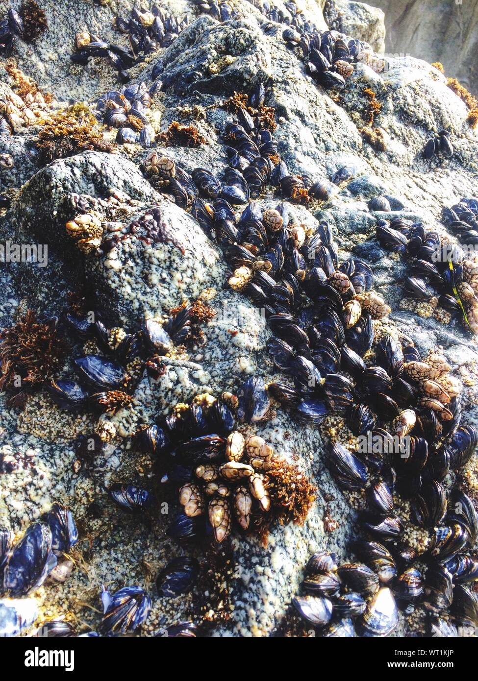 Barnacles mussel shell High Resolution Stock Photography and Images - Alamy