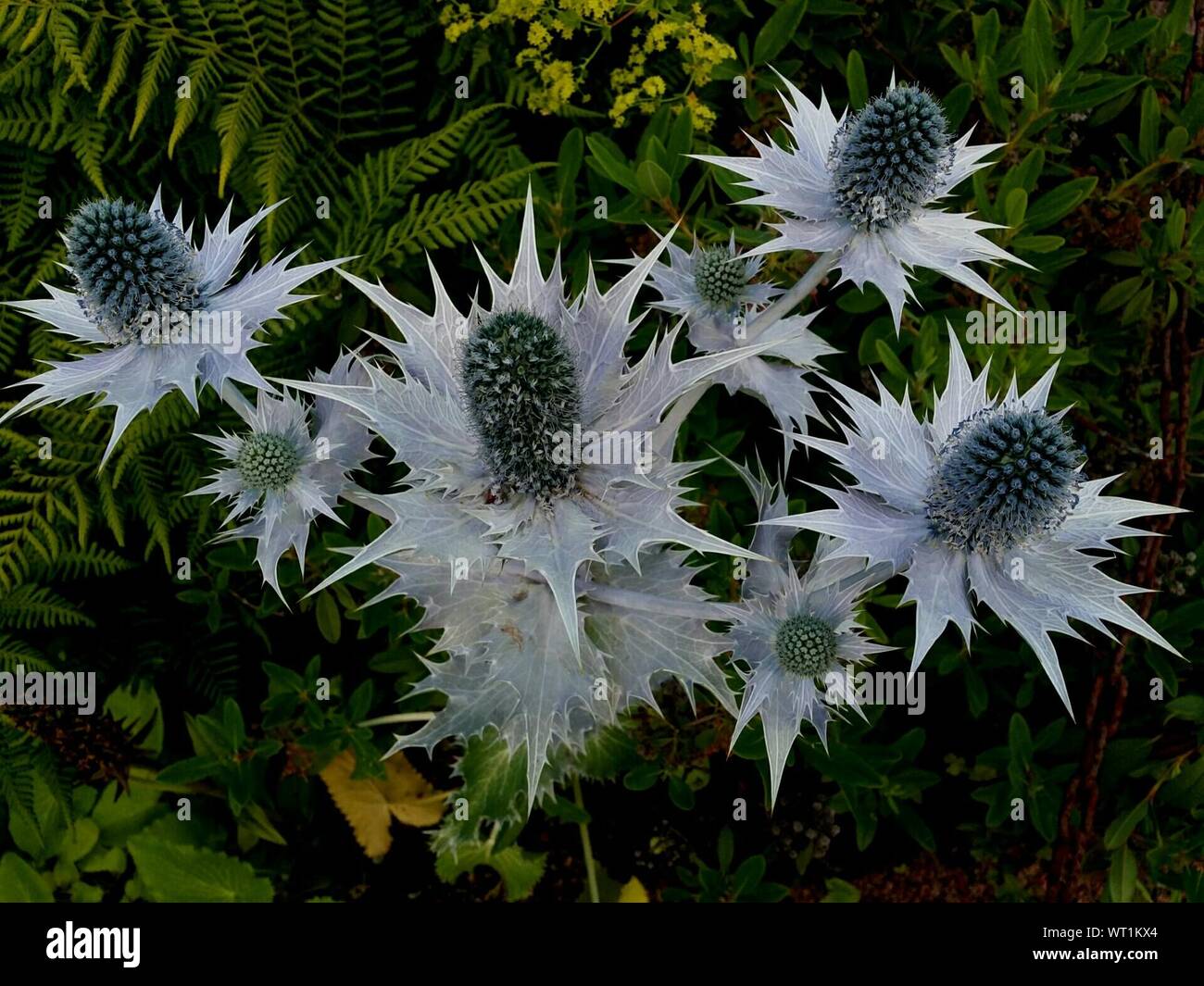 Spiky Flowers High Resolution Stock Photography and Images - Alamy