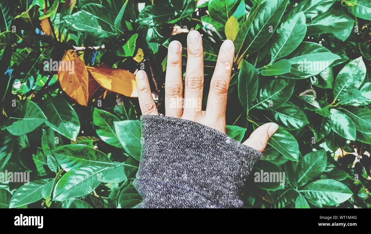 Finger touching plants hi-res stock photography and images - Alamy