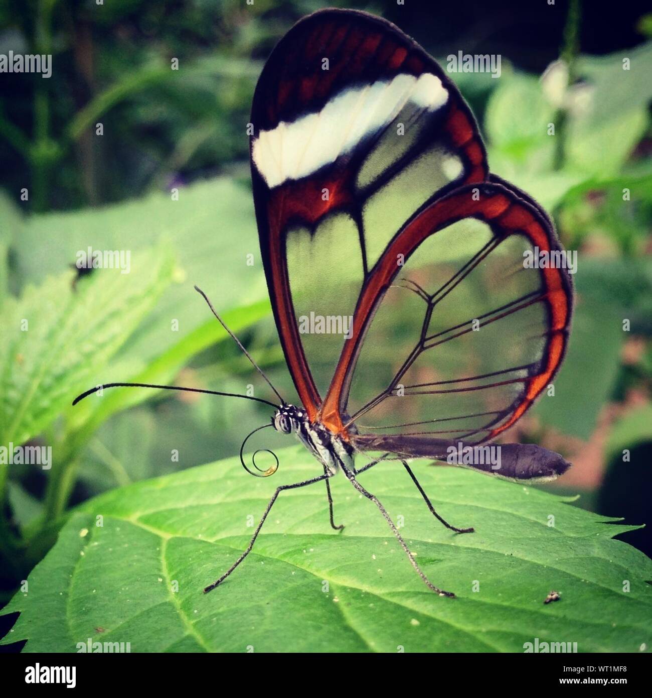 Transparent wildlife hi-res stock photography and images - Alamy