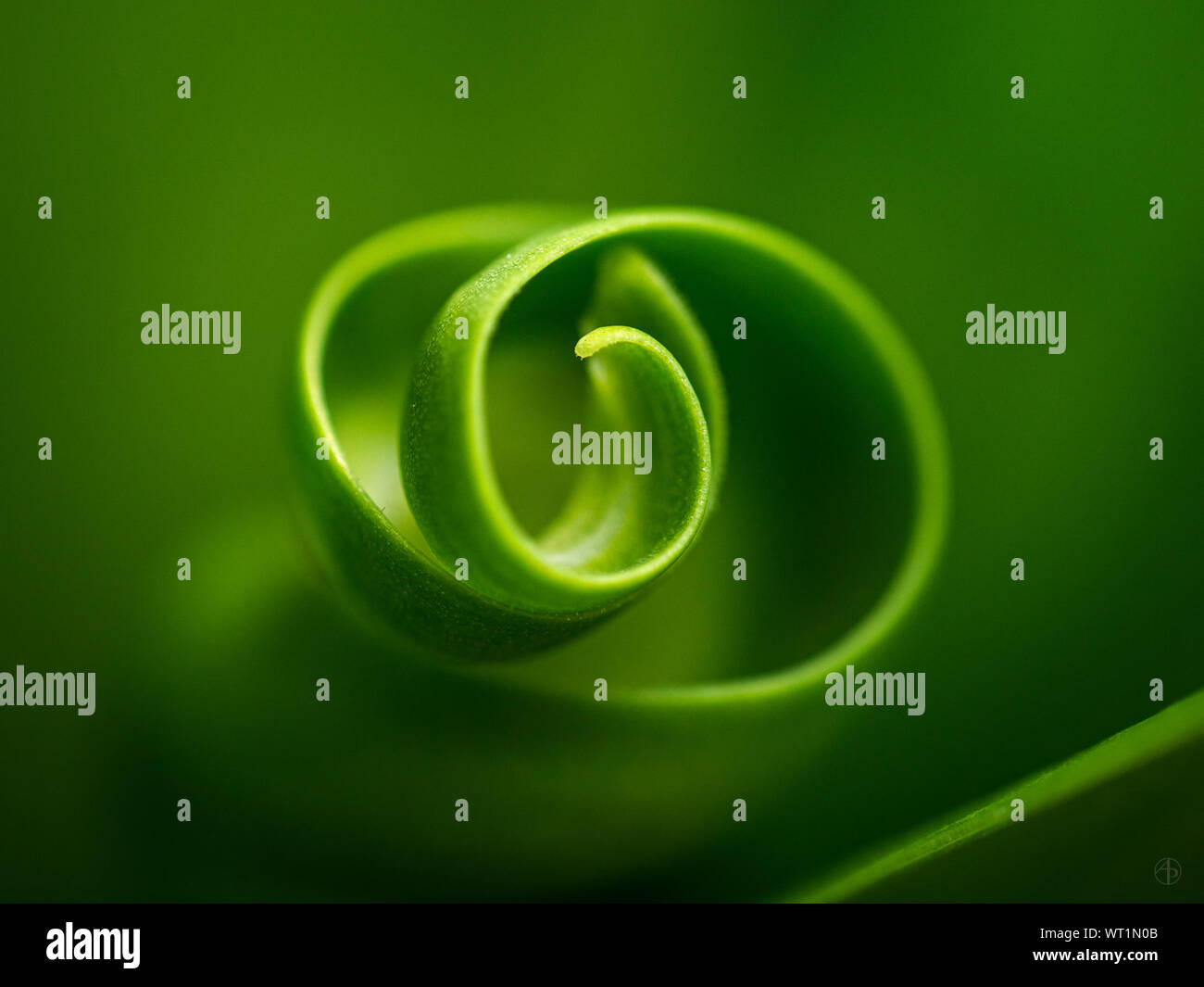 Curled up leaf hi-res stock photography and images - Alamy