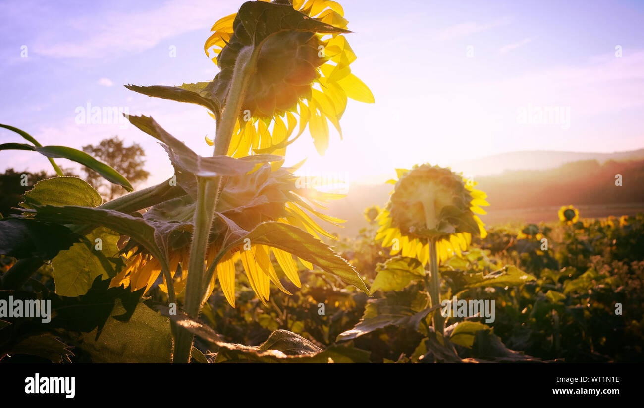 Shining flowers hi-res stock photography and images - Alamy
