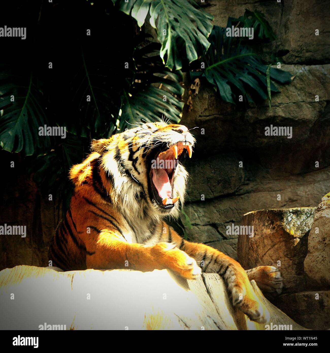 Tiger roaring rock hi-res stock photography and images - Alamy