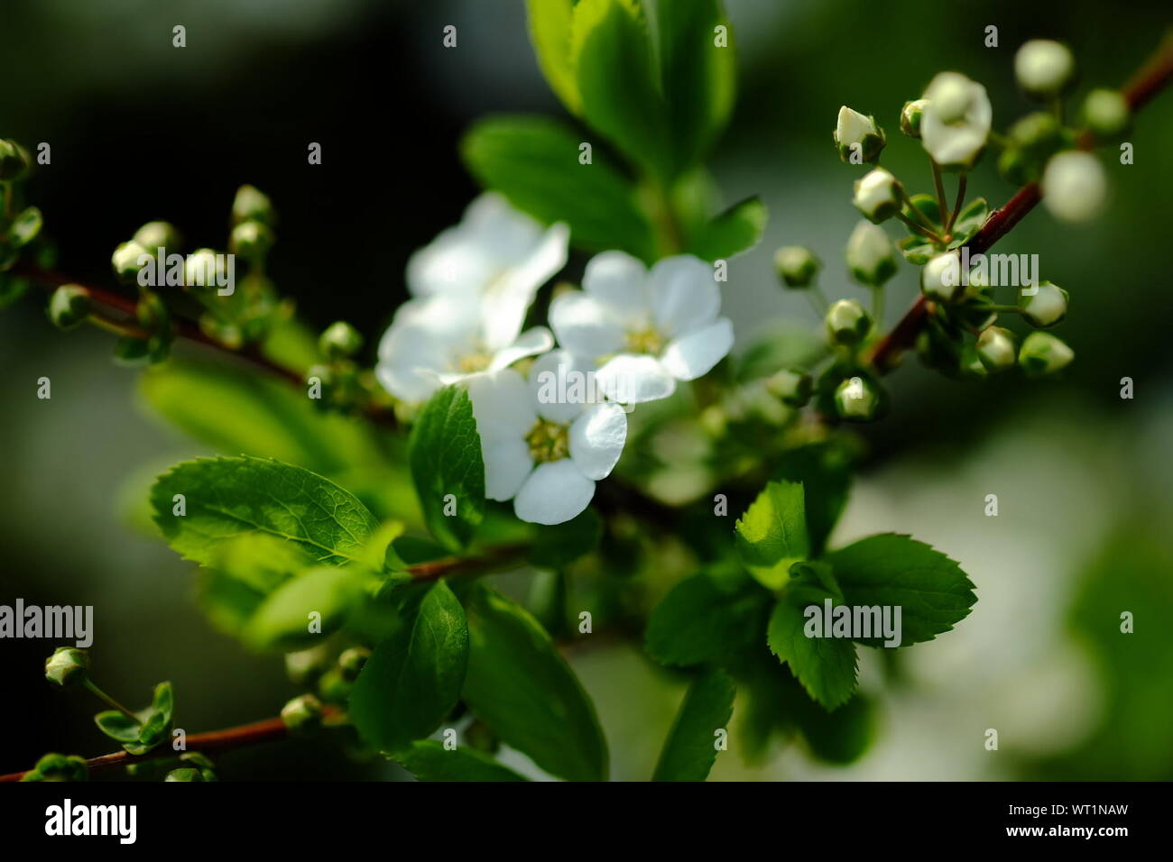 Branch with flowers and leaves hi-res stock photography and images - Alamy