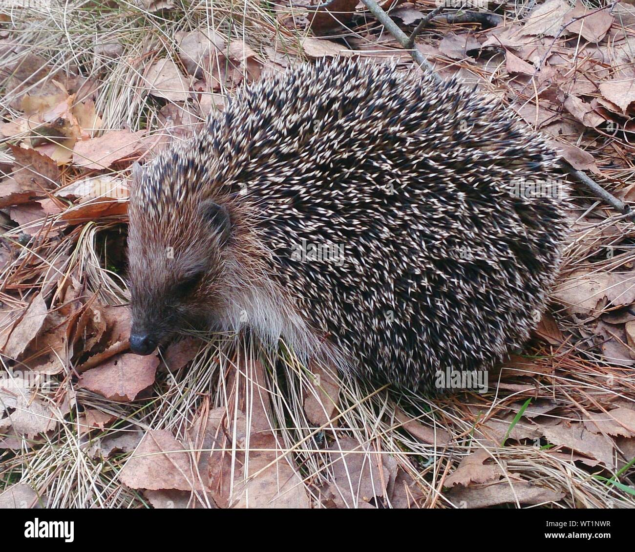 Hedgehog in forest hi-res stock photography and images - Alamy
