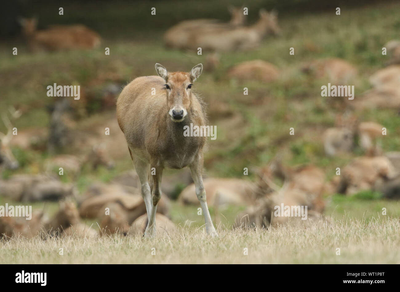 A magnificent female Milu Deer, also known as Pére David's, Elaphurus ...