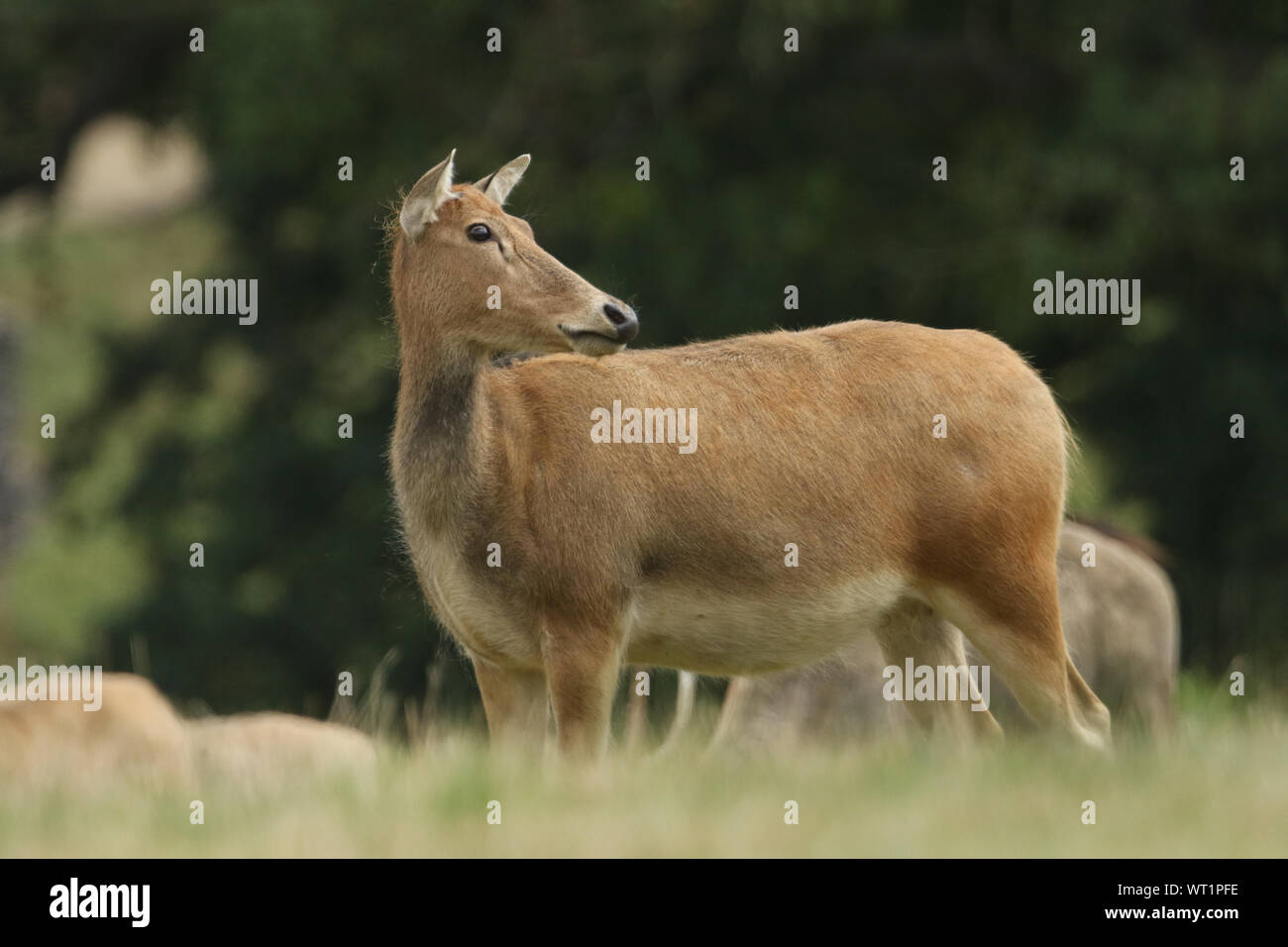 A magnificent female Milu Deer, also known as Pére David's, Elaphurus ...