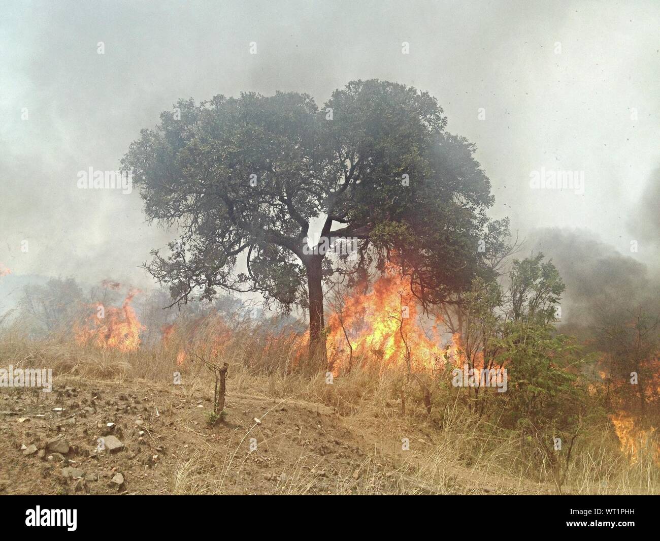 Burning forest hi-res stock photography and images - Alamy