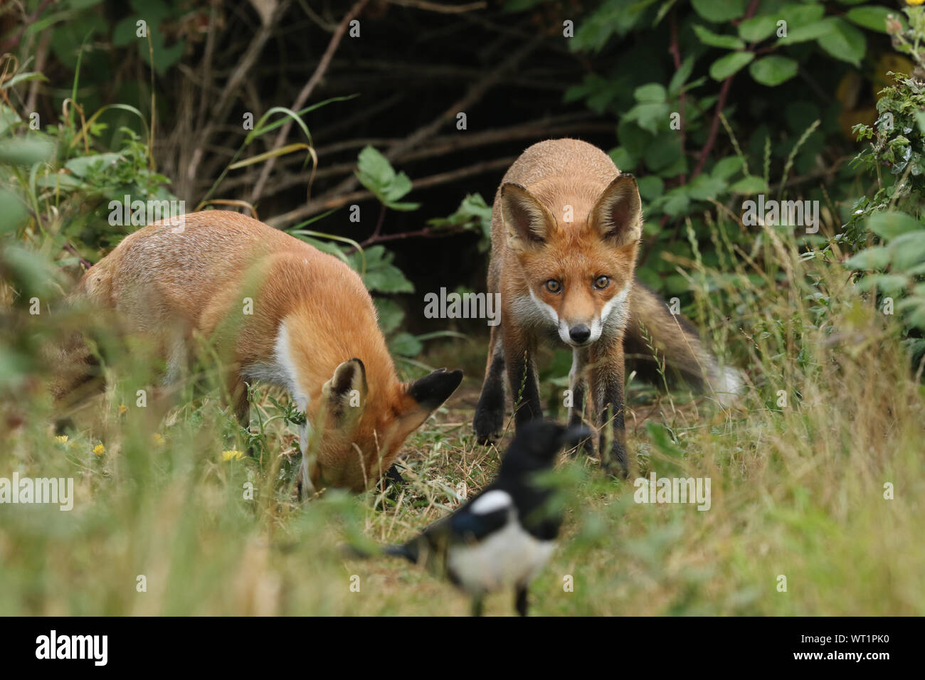 Magpie and red fox hi-res stock photography and images - Alamy