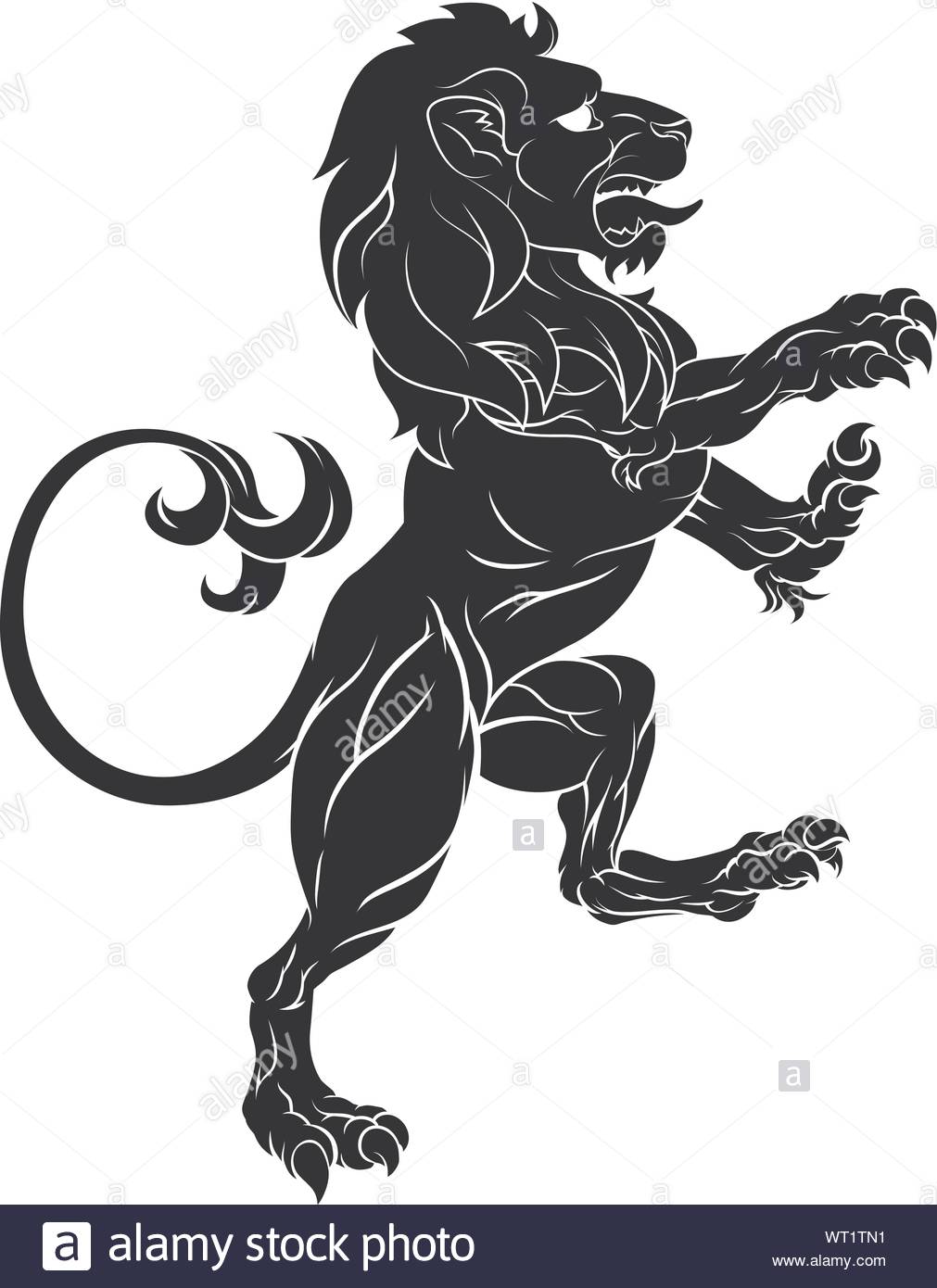 Lion Standing Hind Legs High Resolution Stock Photography and Images ...