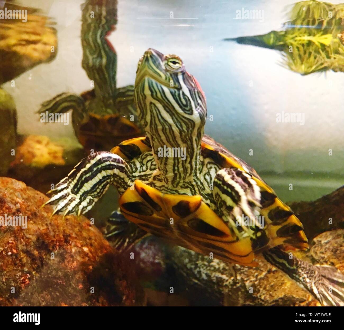 Turtles captivity hi-res stock photography and images - Alamy