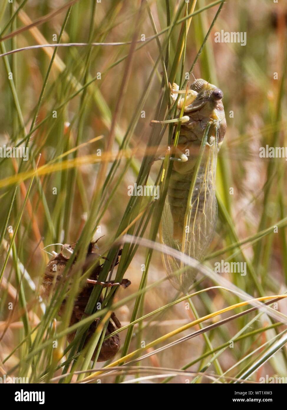 Grass insects hi-res stock photography and images - Alamy