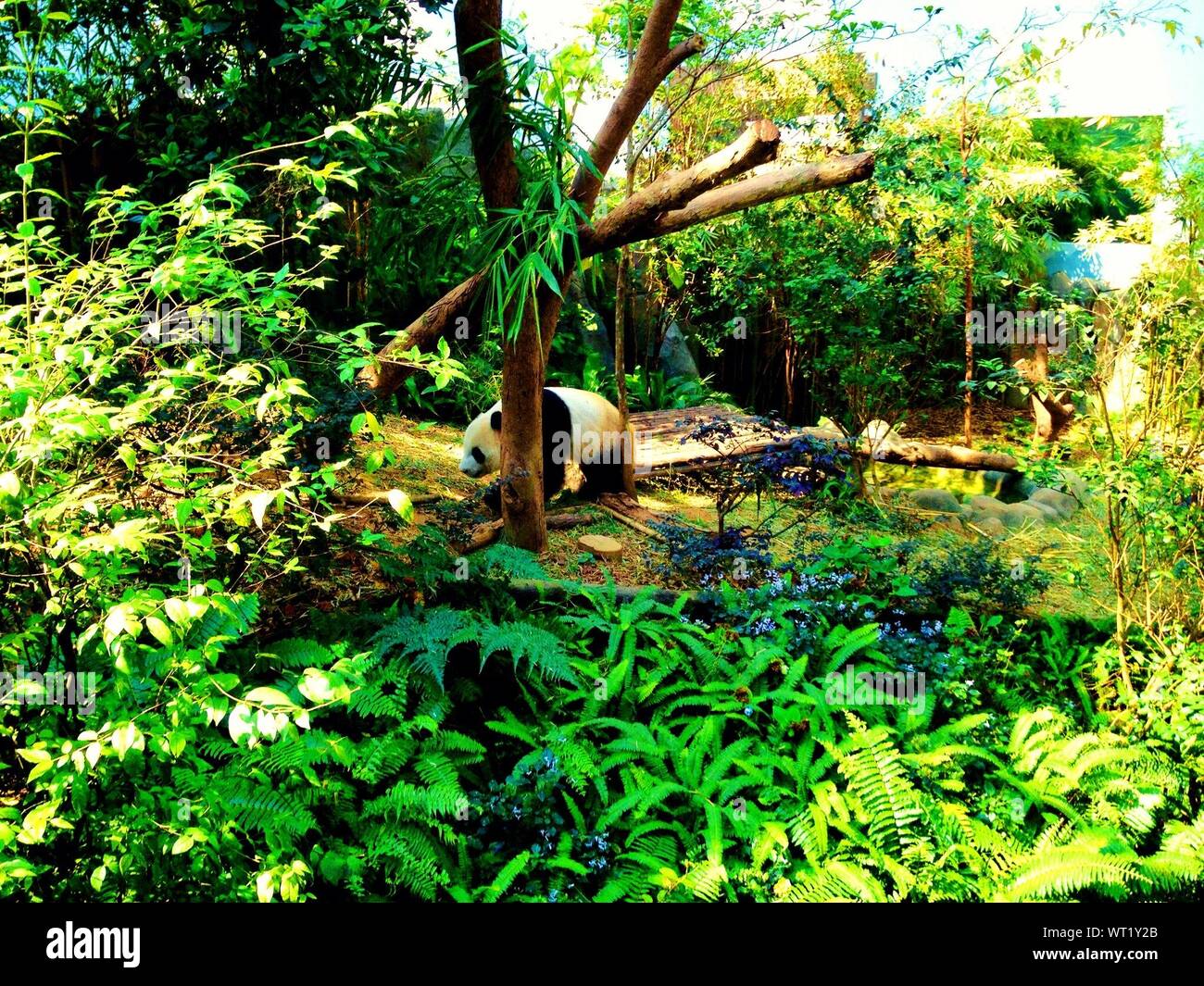 The panda forest hi-res stock photography and images - Alamy