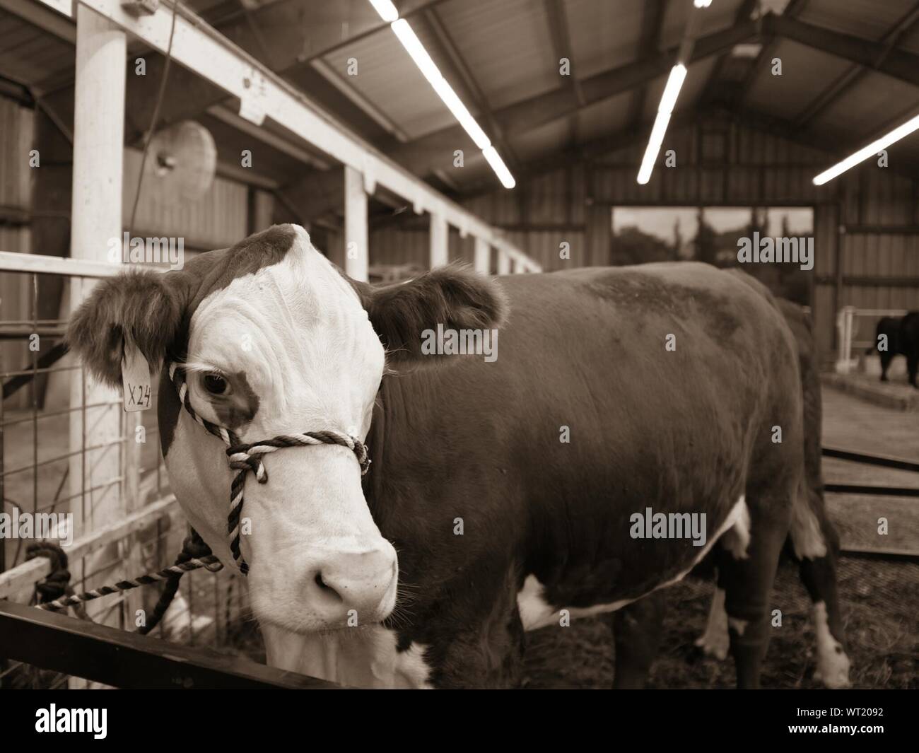 Tied Up Cow High Resolution Stock Photography and Images - Alamy