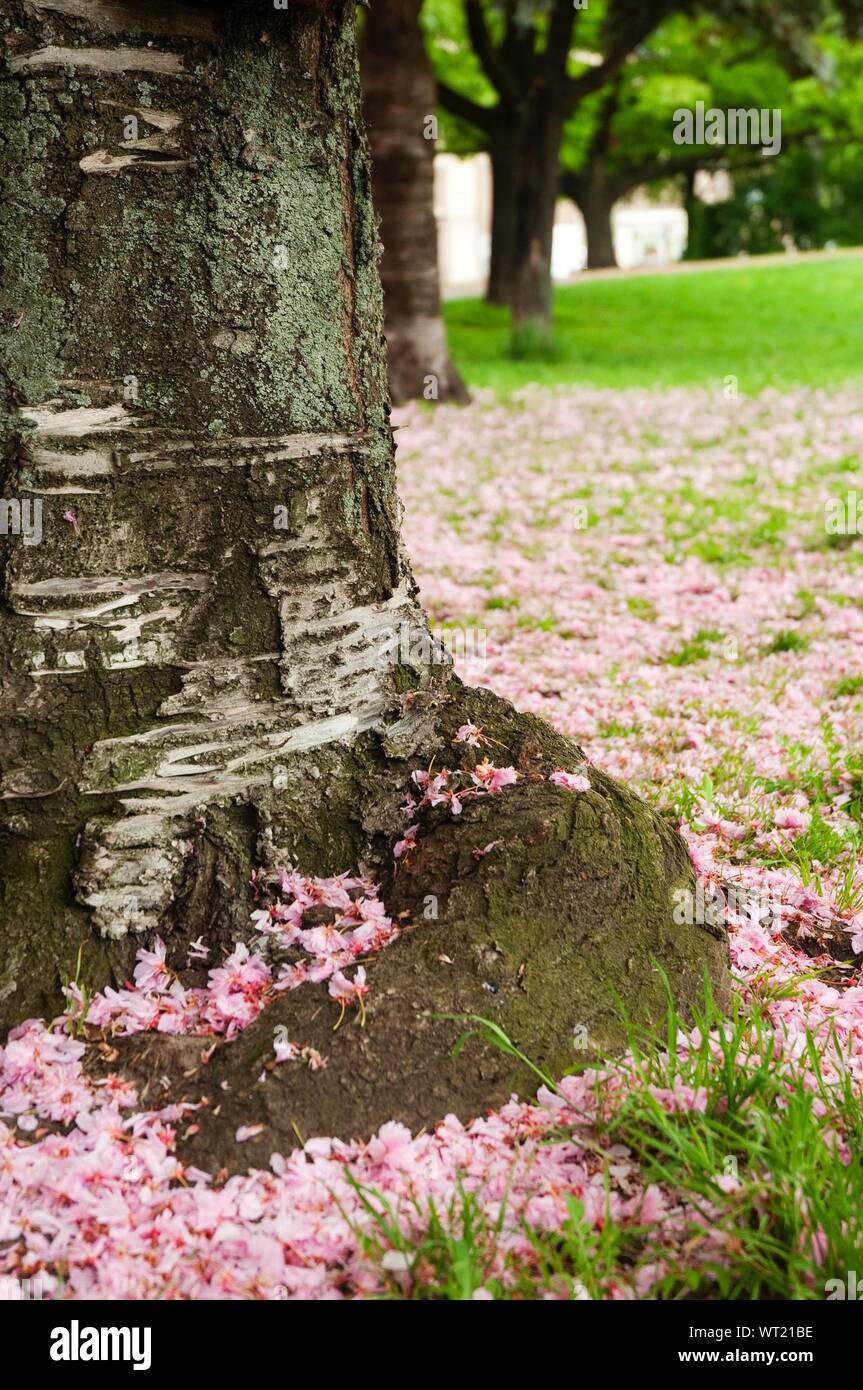 Cherry blossoms falling hi-res stock photography and images - Alamy