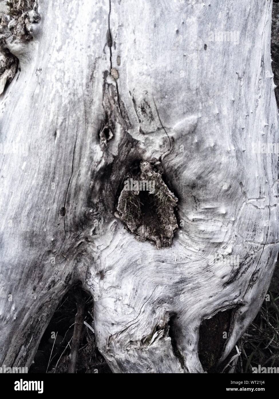 Rough wood knot hi-res stock photography and images - Alamy