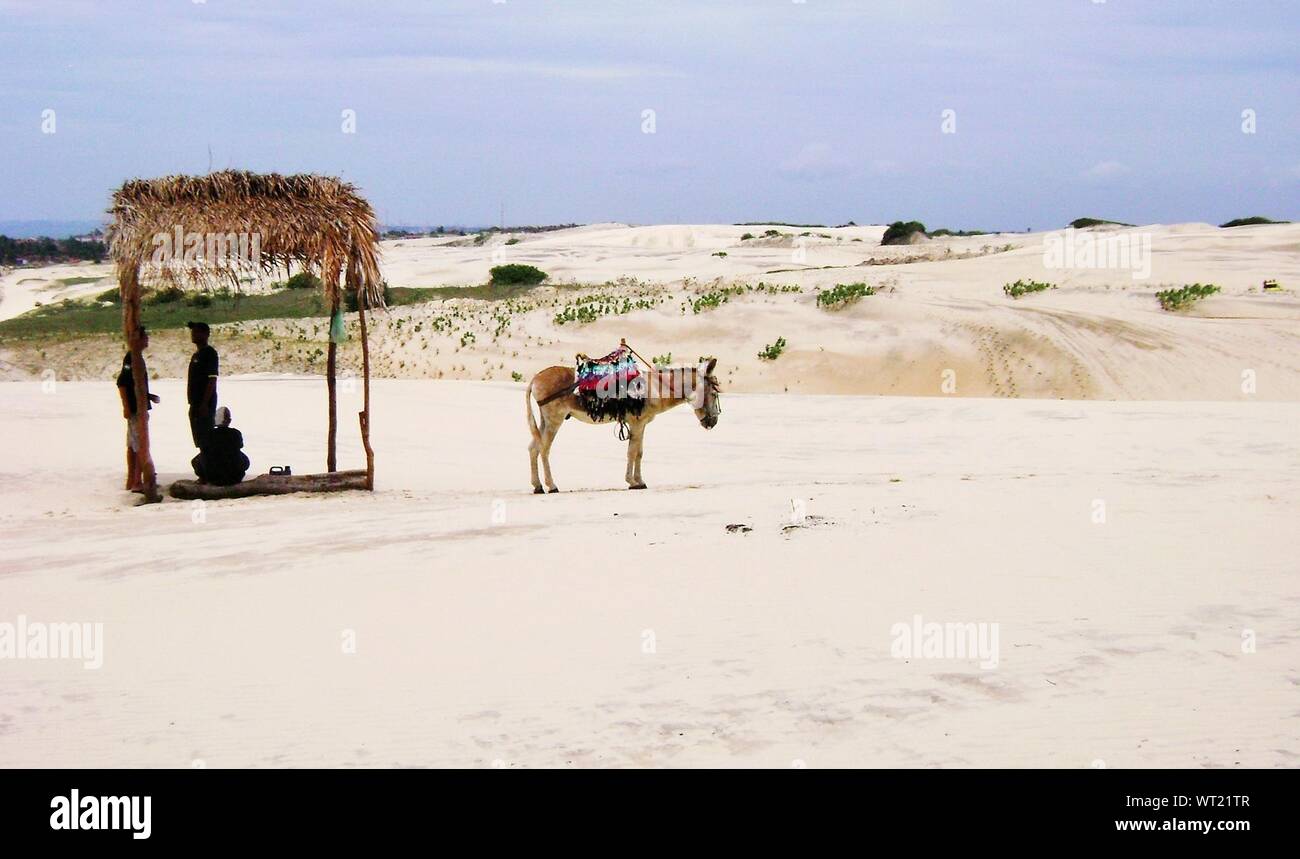 Sand arid donkey hi-res stock photography and images - Alamy
