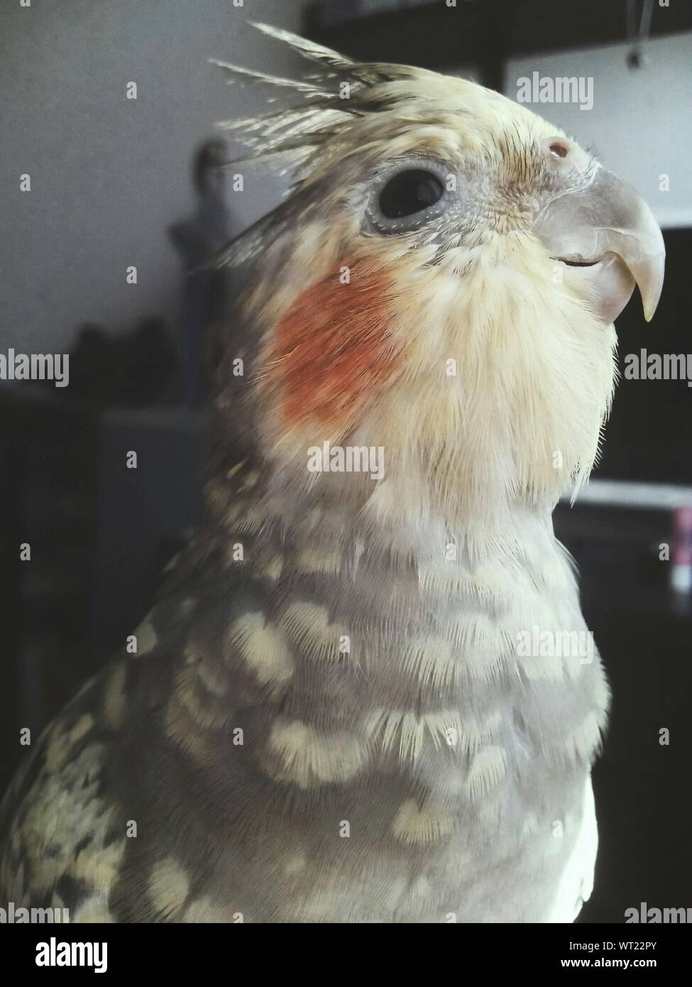 Close up cockatiel hi-res stock photography and images - Alamy