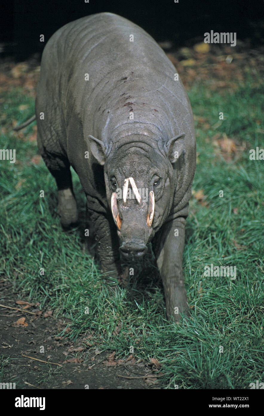 BABIRUSA male Babyrousa babyrussa Native to Celebes Islands Endangered ...