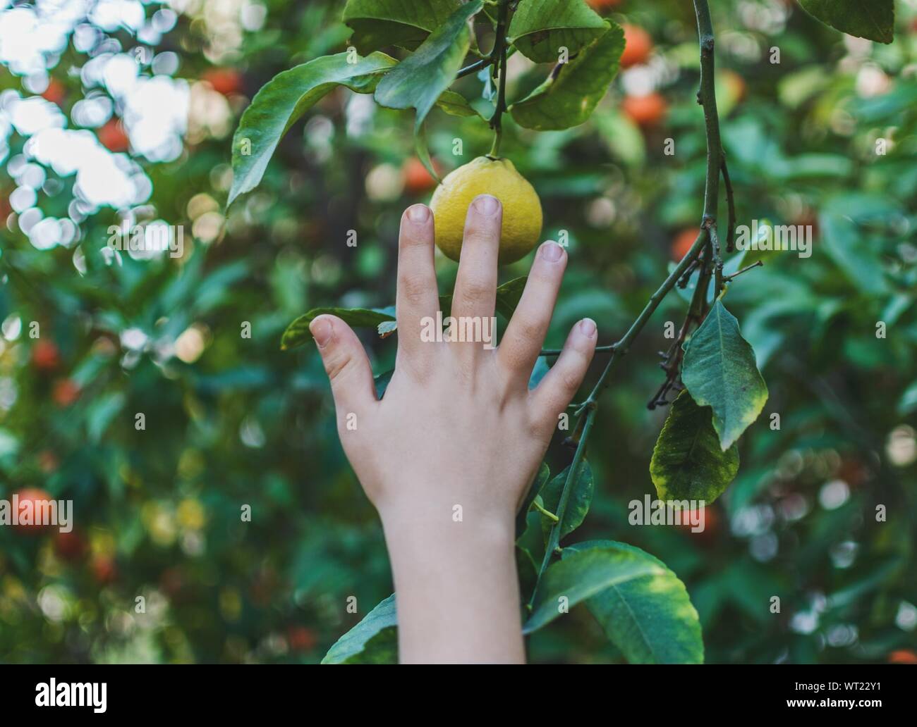 Real lemon tree hi-res stock photography and images - Alamy