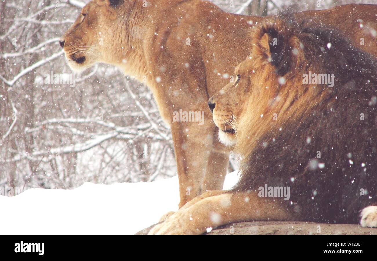 Lioness snow hi-res stock photography and images - Alamy