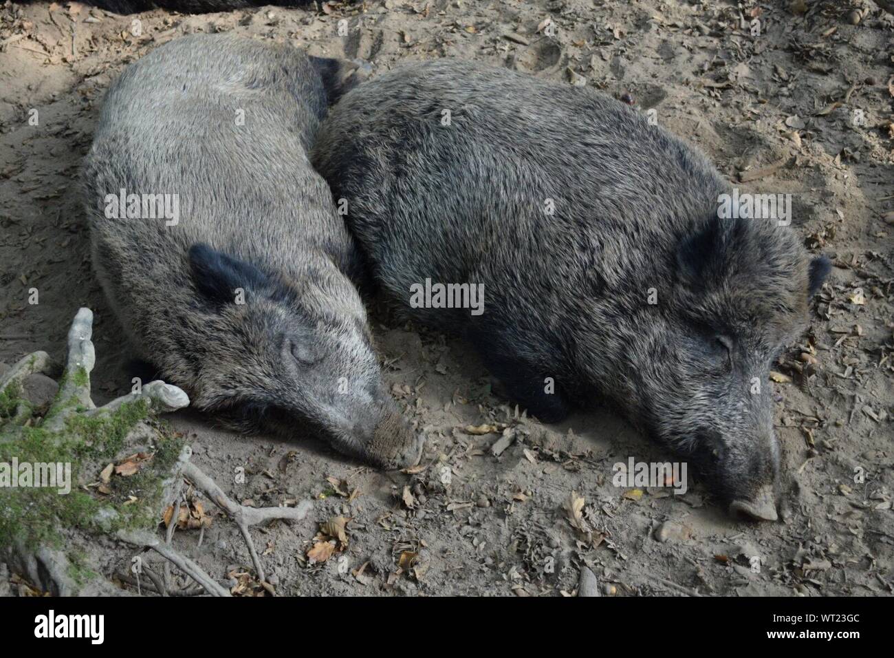 Wild Boar Sleeping In Forest High Resolution Stock Photography and ...