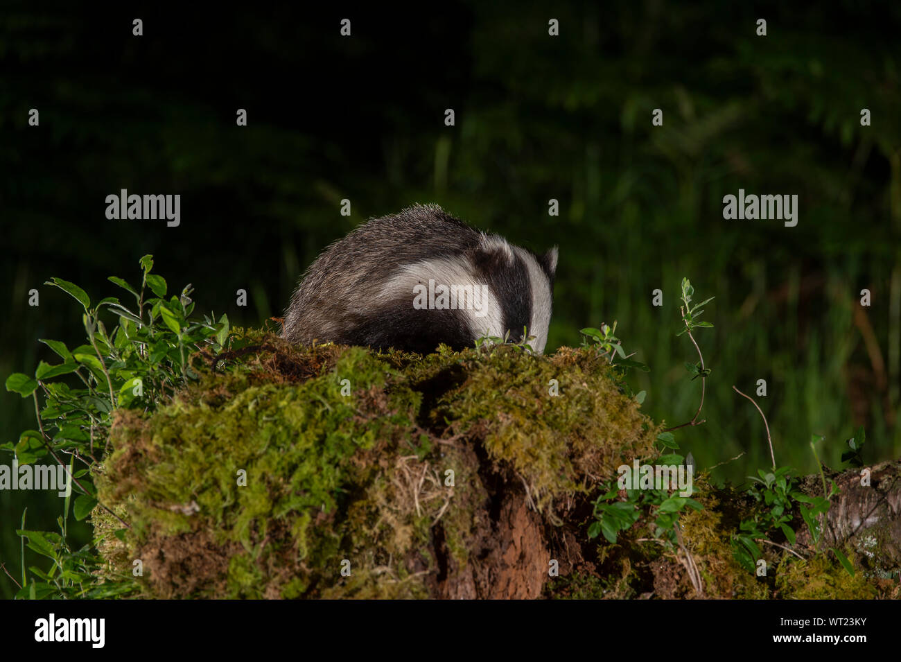 Badger (Meles meles) foraging, Morvern Scotland Stock Photo - Alamy