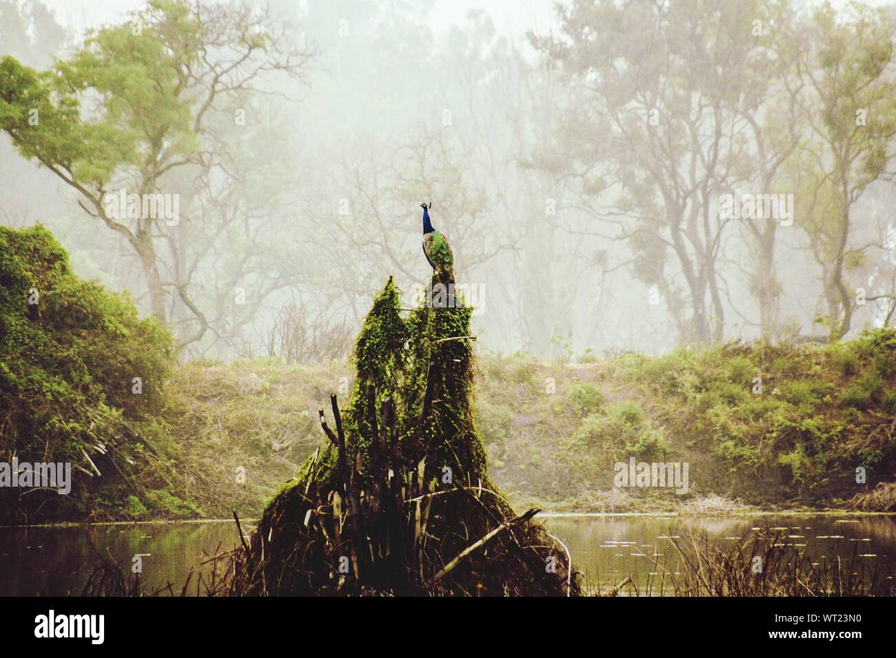 Peacock sitting on tree hi-res stock photography and images - Alamy