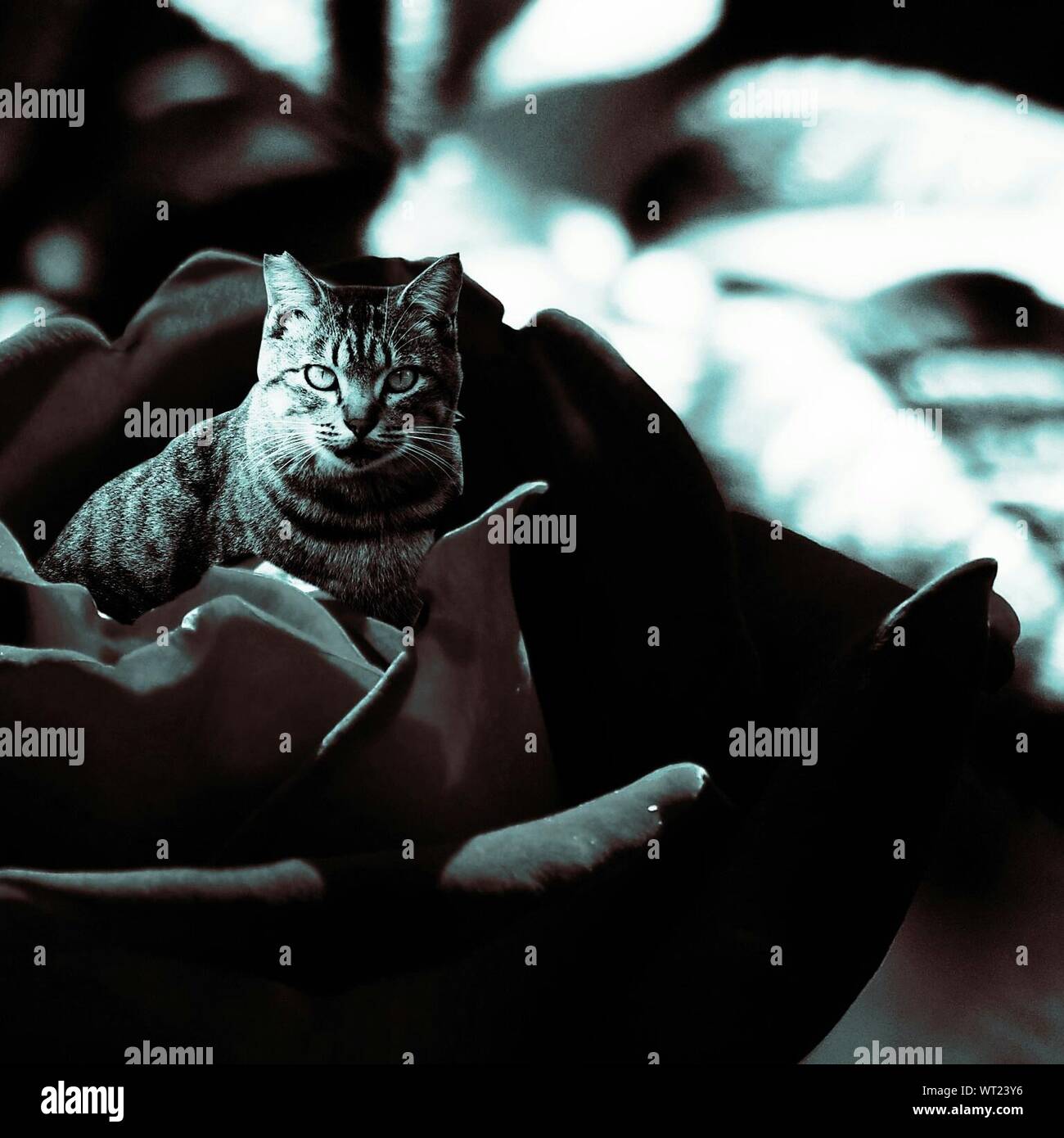 Cat with rose hi-res stock photography and images - Alamy