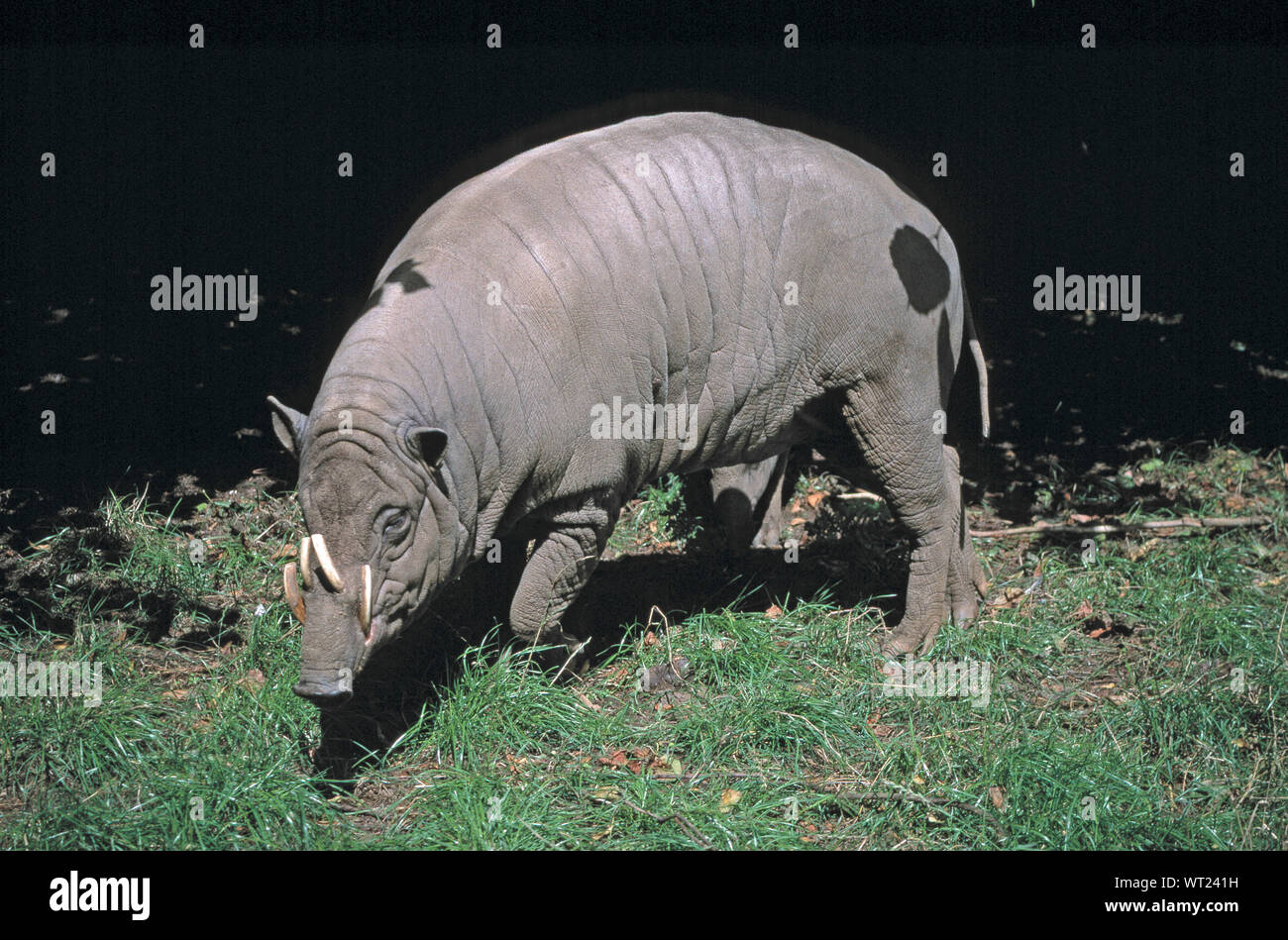 Babirusa pigs hi-res stock photography and images - Alamy