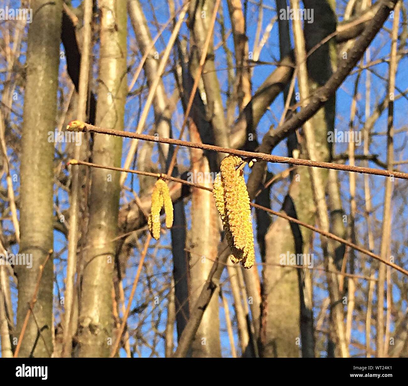 Hanging seed hi-res stock photography and images - Alamy