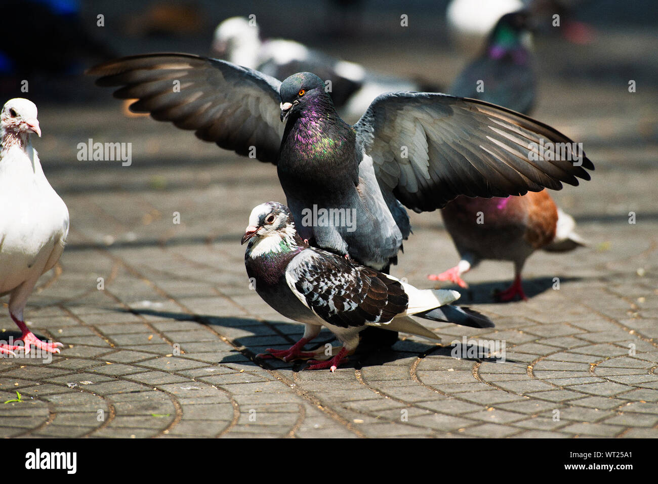 Pigeons Mating High Resolution Stock Photography and Images - Alamy